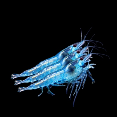 纯血统蓝丝绒活体除藻观赏虾