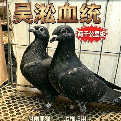 老国血远程吴淞李鸟带环青年种鸽子活一对公母后代纯种纯血统信鸽