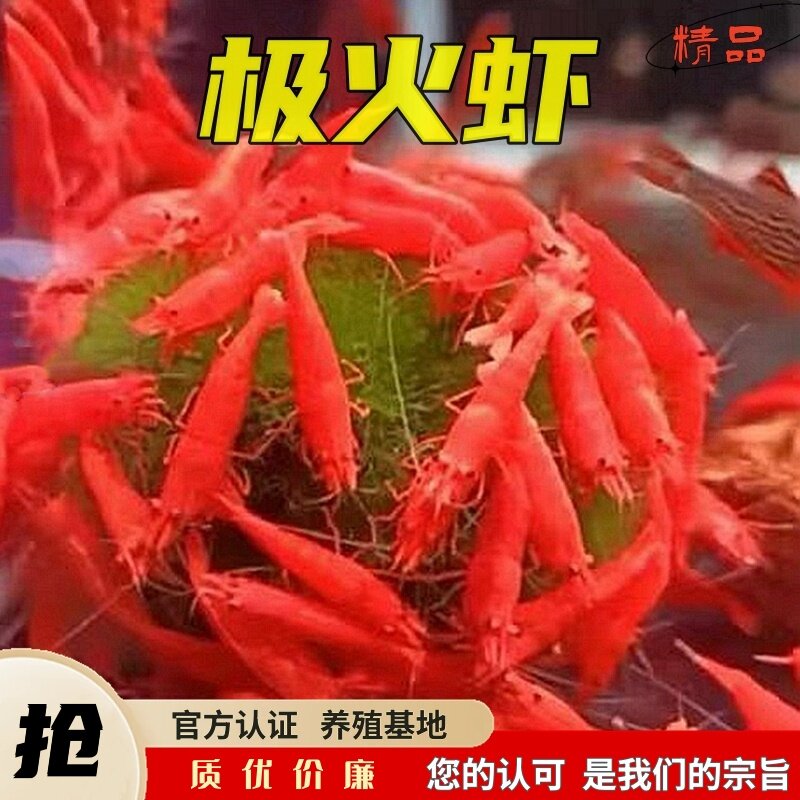 极火虾观赏虾淡水繁殖集火红琉璃米虾樱花虾除藻虾清洁七彩宠物虾