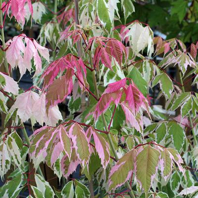 【嘉瑞】 复叶槭 粉火烈鸟 Acer negundo Pink Flamingo盆栽苗