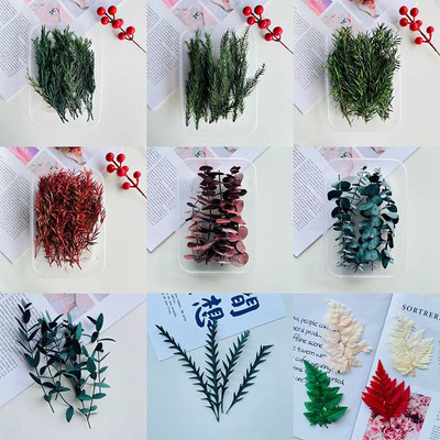 永生花叶子尤加利叶羊齿叶蕨叶草松柏黄杨叶圣诞材料diy手工树叶