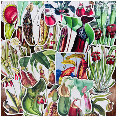 复古猪笼草手帐贴纸包vintage