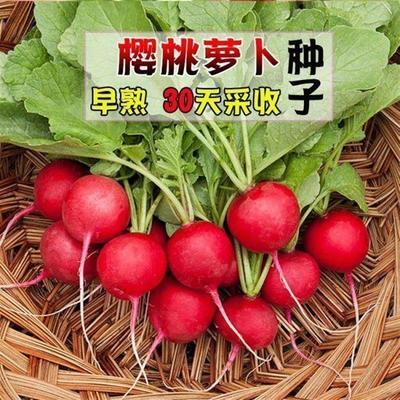 四季樱桃萝卜水果萝卜生吃红皮白肉小萝卜脆甜多汁新鲜蔬菜阳台