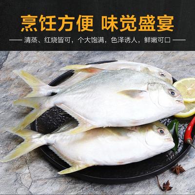 东上御品深海金鲳鱼超大鲳鱼新鲜冷冻银鲳400-500g/条*3条
