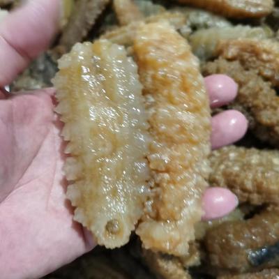 冷冻半成品野生水发黄玉海参食材