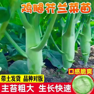 潮汕芥兰苗秧苗甜脆大笋香菇芥蓝苗鸡腿芥蓝苗秧苗蔬菜苗带土发货