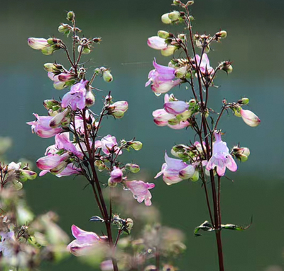 毛地黄叶吊钟柳花期5-8月红叶明显花镜直立丛生耐寒零下35度耐热