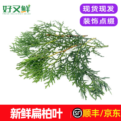 新鲜扁柏叶点缀烘培装饰花草包邮