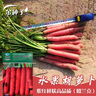 红色水果高产阳台盆栽胡萝卜种子