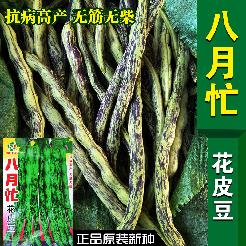 【花皮豆角种子】高产春秋播种蔬菜种籽四季豆菜豆芸豆早熟架豆角