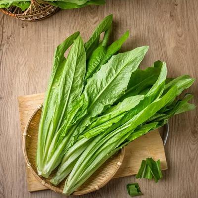 新鲜油麦菜香麦菜苦菜