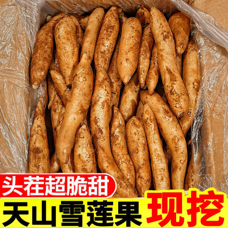 正宗现挖云南天山雪莲果新鲜水果黄心清甜当季整箱低糖水果