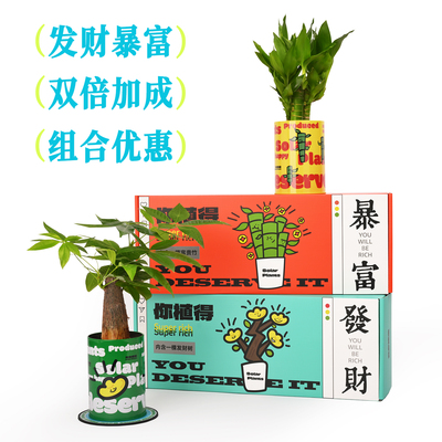 发财树富贵竹办公室情绪净化空气