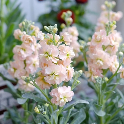 紫罗兰盆栽 庭院阳台花卉盆栽 多年生花期长耐寒带花发货好养包邮