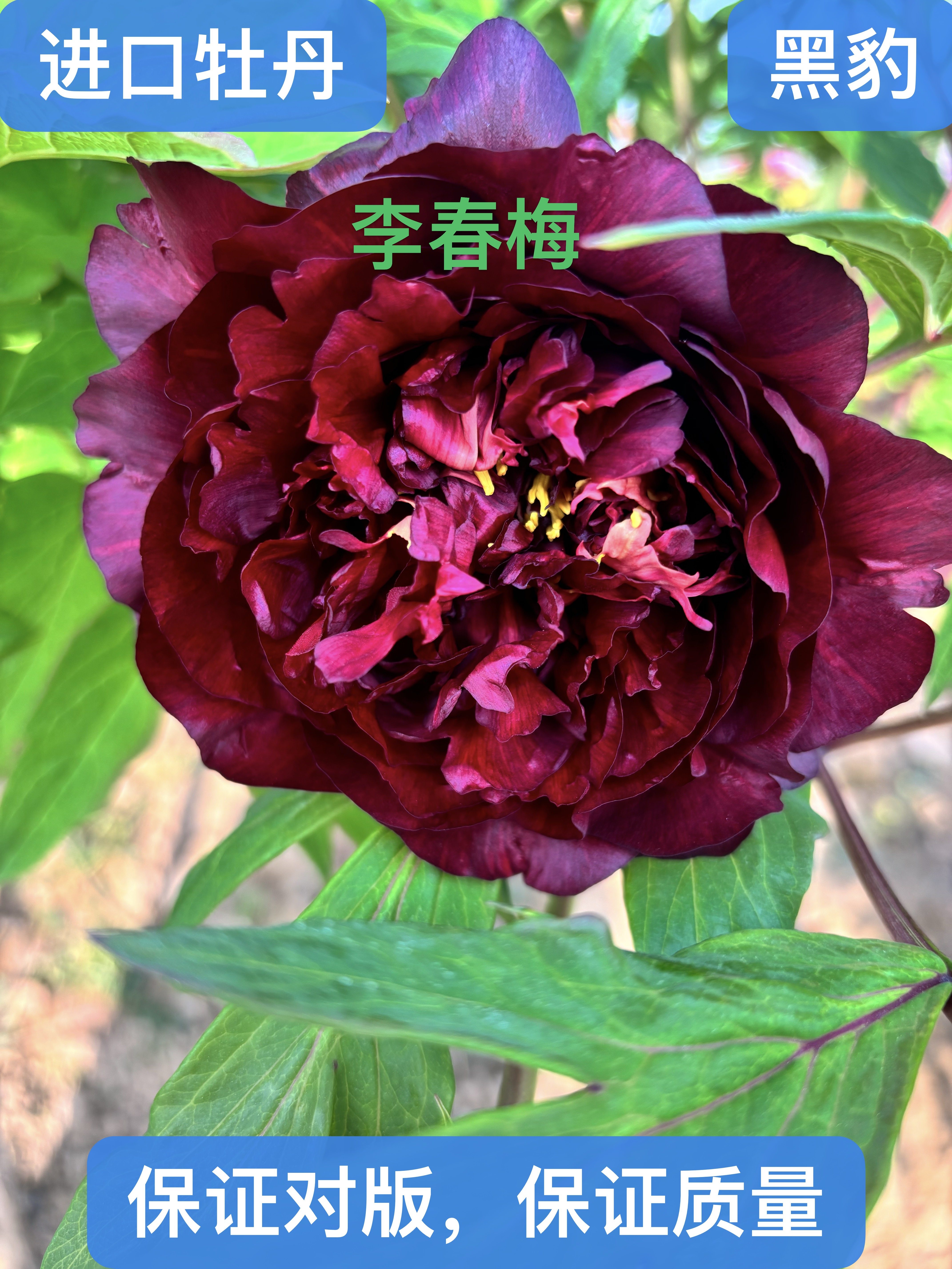 菏泽市诚信牡丹芍药园精品牡丹花苗【黑豹】秋天发货