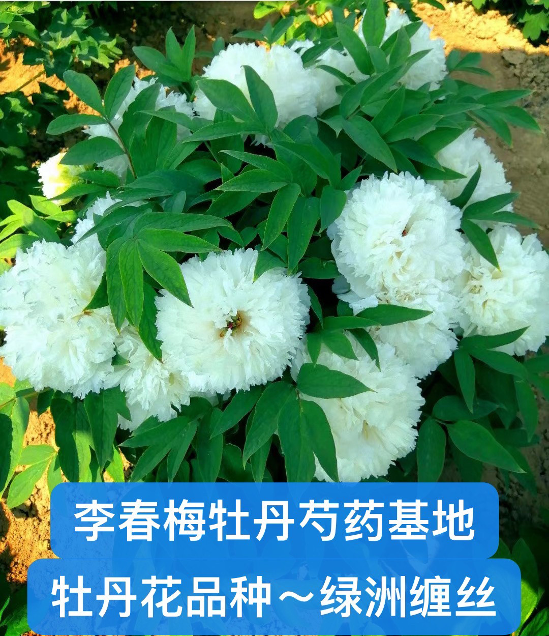 菏泽市诚信牡丹芍药园花苗【绿洲缠丝】初花是绿色的，秋天发货