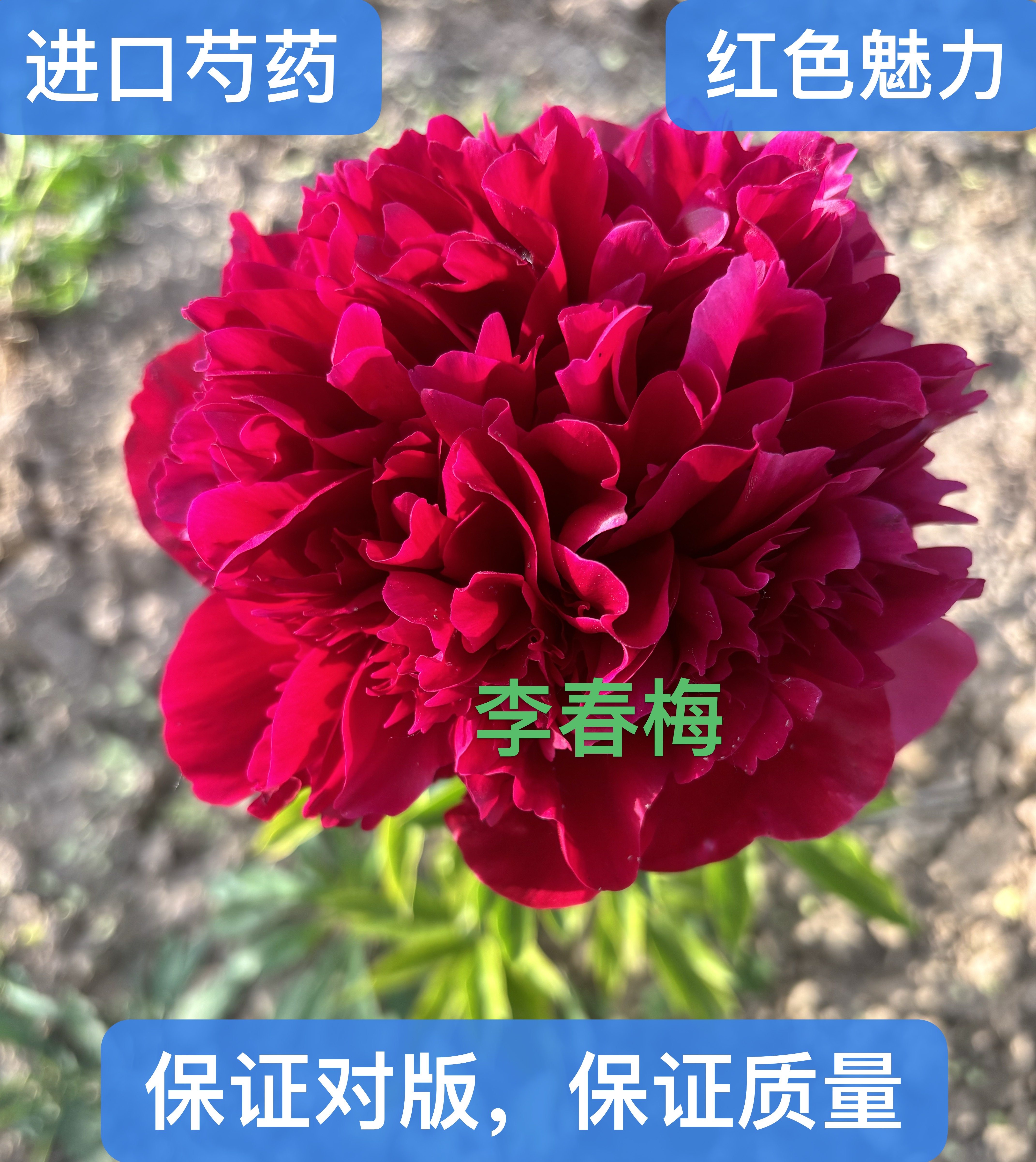 菏泽市诚信牡丹芍药园进口荷兰,芍药花苗[红色魅力]秋季发货