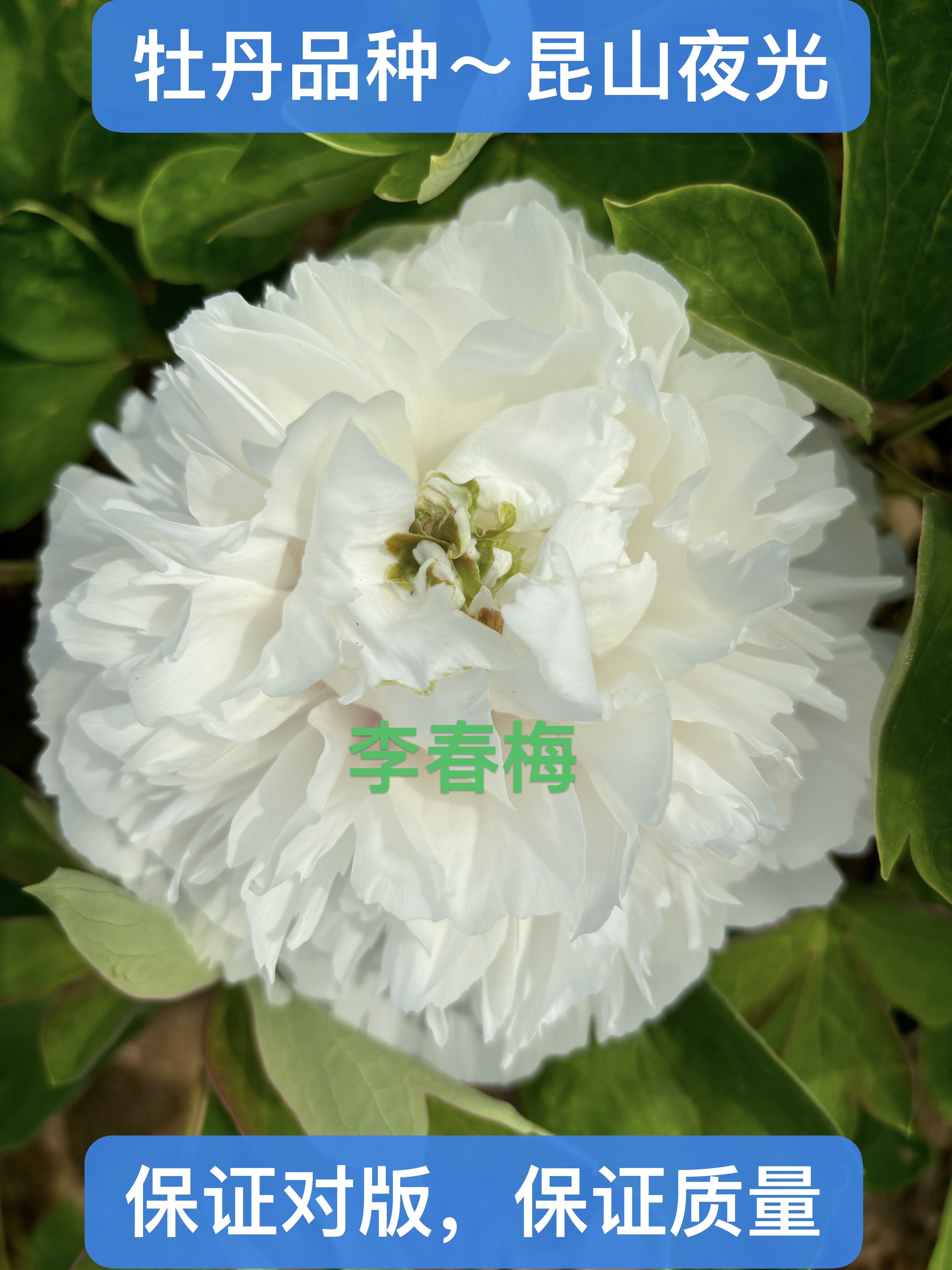 菏泽市诚信牡丹芍药园，牡丹花品种【昆山夜光】秋天发货