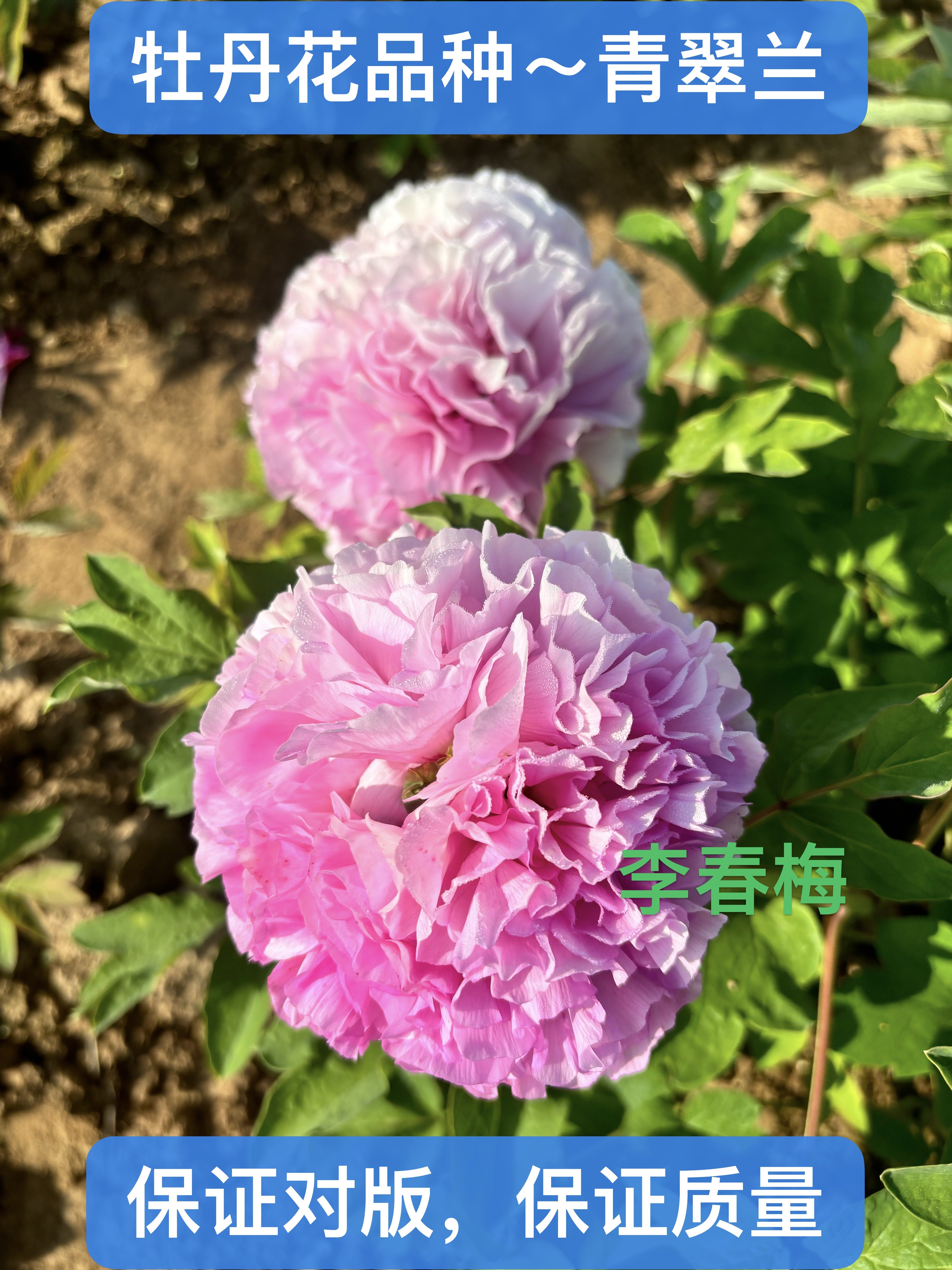 菏泽市诚信牡丹芍药园，牡丹花苗【青翠兰】秋天发货