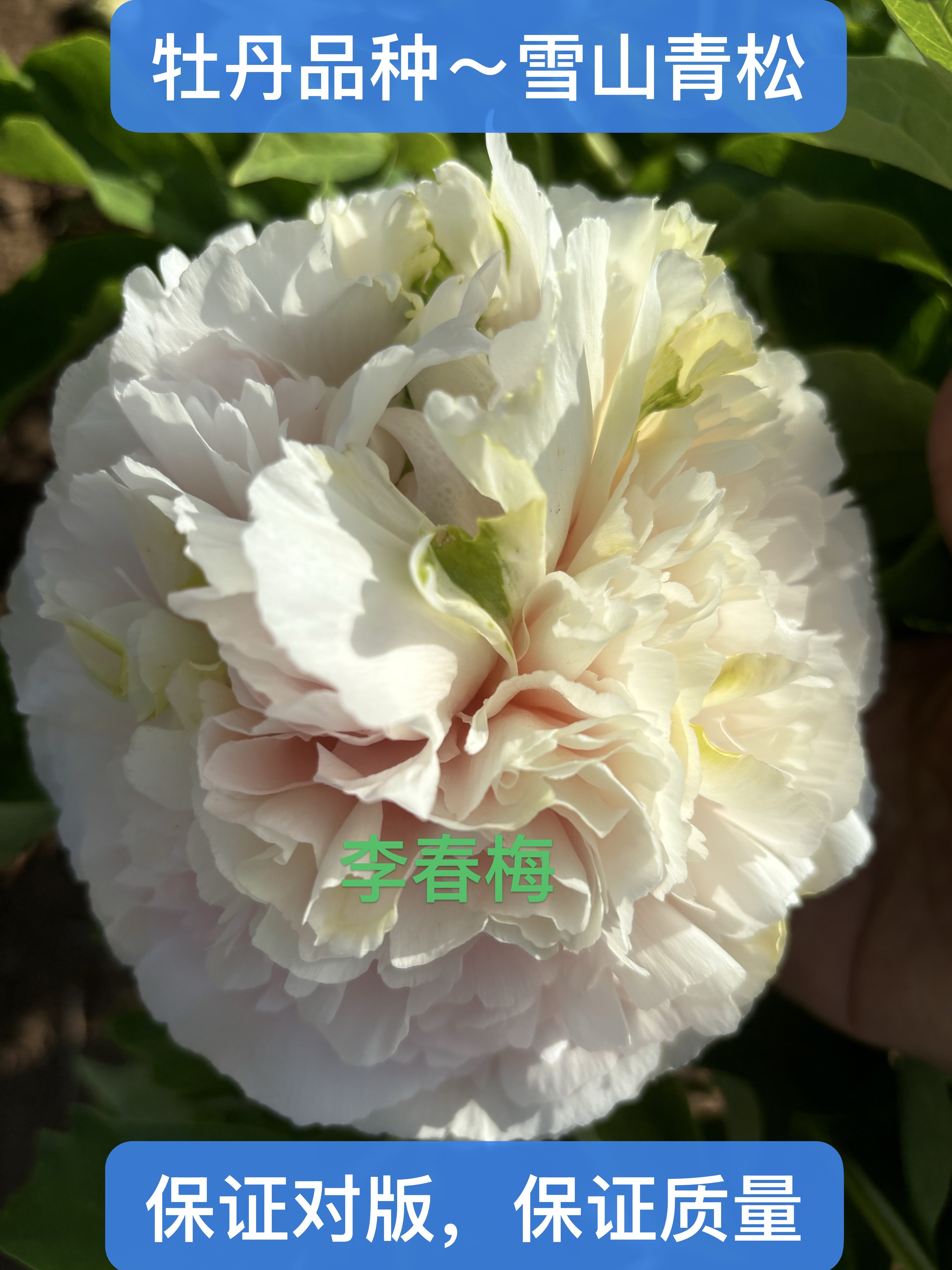 菏泽市诚信牡丹芍药园，牡丹品种【雪山青松】绿芽绿叶秋天发货。