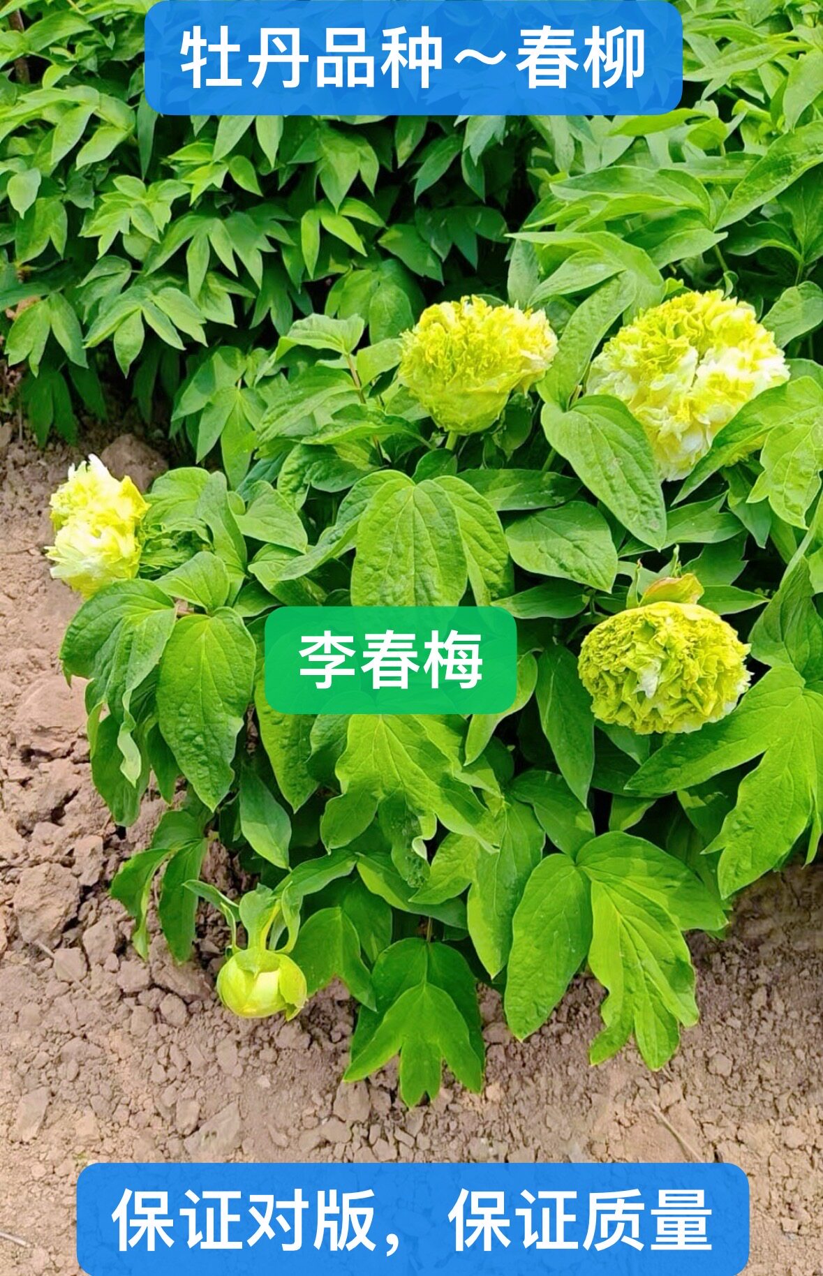 菏泽市诚信牡丹芍药园牡丹花苗【春柳】秋天发货。