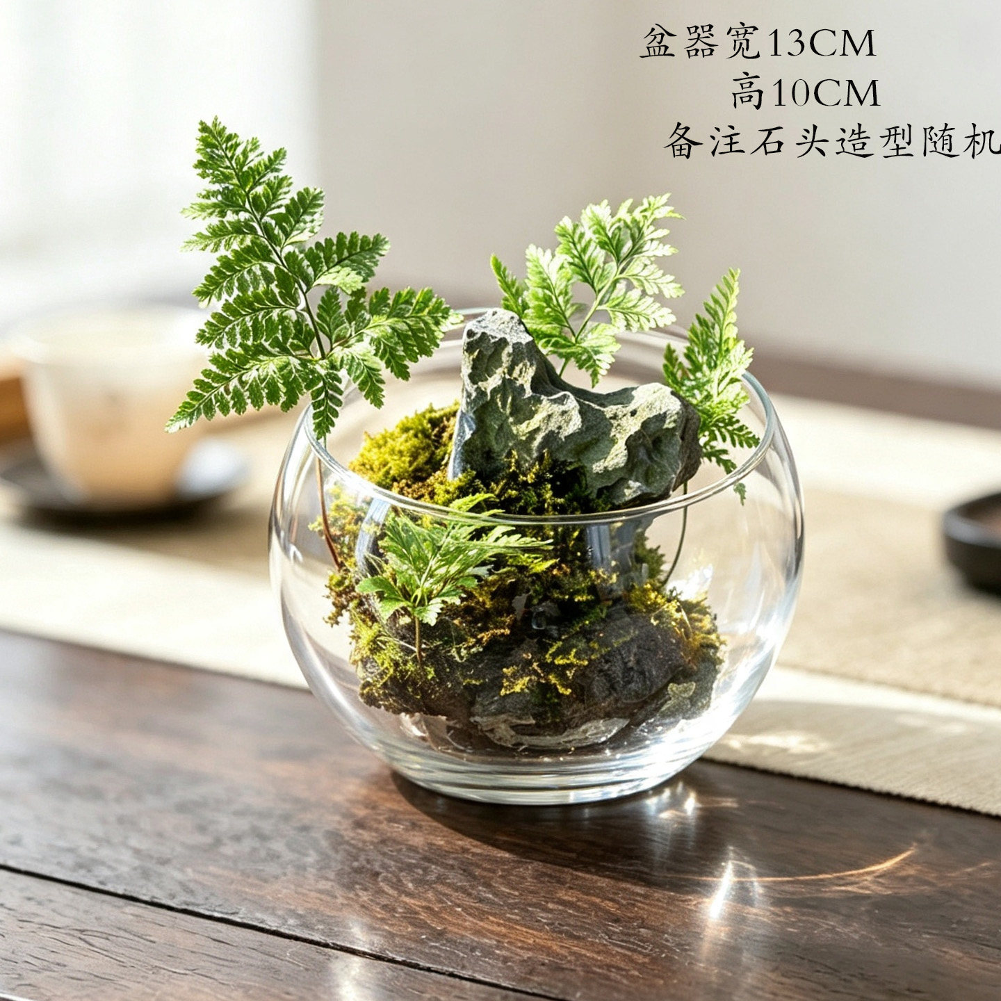 玻璃生态景观好养易活桌摆情绪氛围小盆栽室内净化空气新奇植物