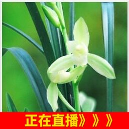 兰花苗 建兰 家居盆栽 鱼魫大贡 鱼枕素鱼枕大贡