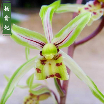 杨贵妃兰花苗带花苞清香型寒兰细叶素心 叶艺双全新芽带扫尾艺