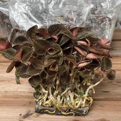 直销福建南靖金线莲种苗袋苗 瓶苗盆景苗母苗组培苗土豪金红美人