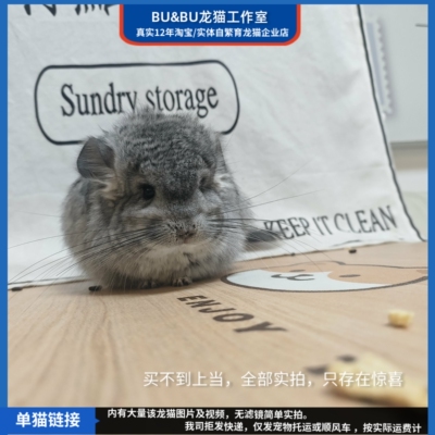 特价24.11.16生一般 标灰活物宠物长毛龙猫母 美系 龙猫工作室