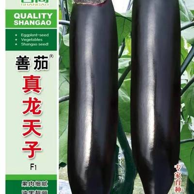 早熟善茄真龙天子杂交茄子种子黑油亮口感好高产抗病紫黑蔬菜种籽