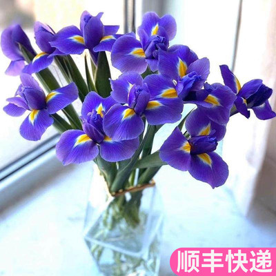 鸢尾爱丽丝小众稀有花材