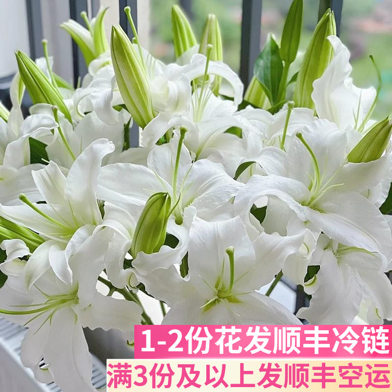 白色香水百合鲜花西伯利亚鲜切花婚礼基地直发真花有香味插花家用