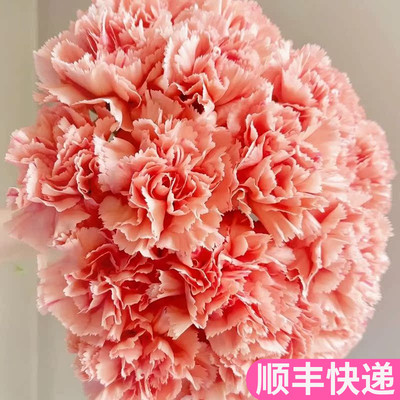 橙忆康乃馨客厅鲜花基地直发