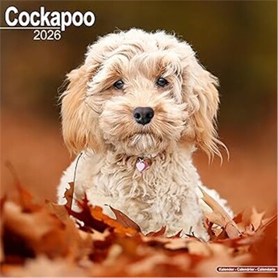 预订Cockapoo Calendar 2026  Square Dog Breed Wall Calendar - 16 Month[9781804606292]