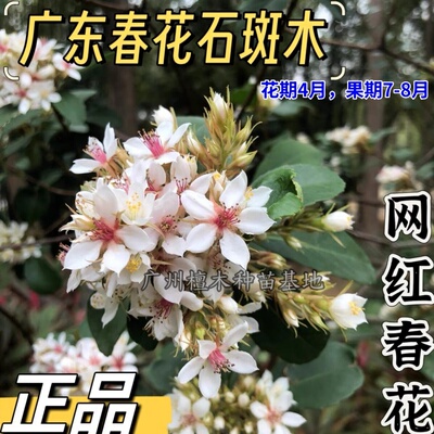 春花树苗石斑木苗造景绿植南北方