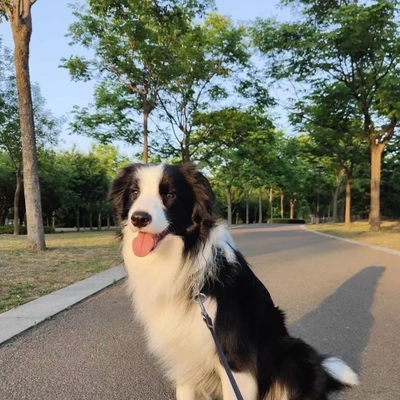 边牧边境牧羊犬狗狗小狗便宜活物家养聪明工作犬幼犬活的正宗真狗