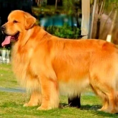 纯种金毛幼犬活体温顺聪明导盲犬大骨架金毛犬大型犬家庭养宠狗1