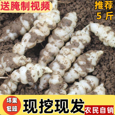 宁夏新鲜地溜子螺丝菜地环野得乐宝塔菜玉环地牯牛甘露子现挖现发