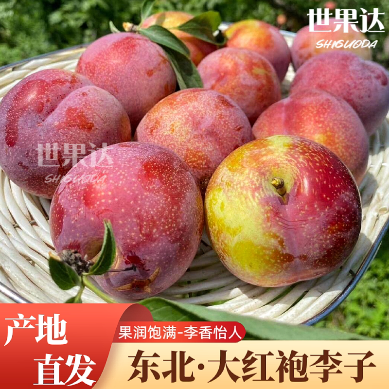 东北正宗大红袍李子水果脱骨干核玫瑰樱桃李黑布林辽宁特产
