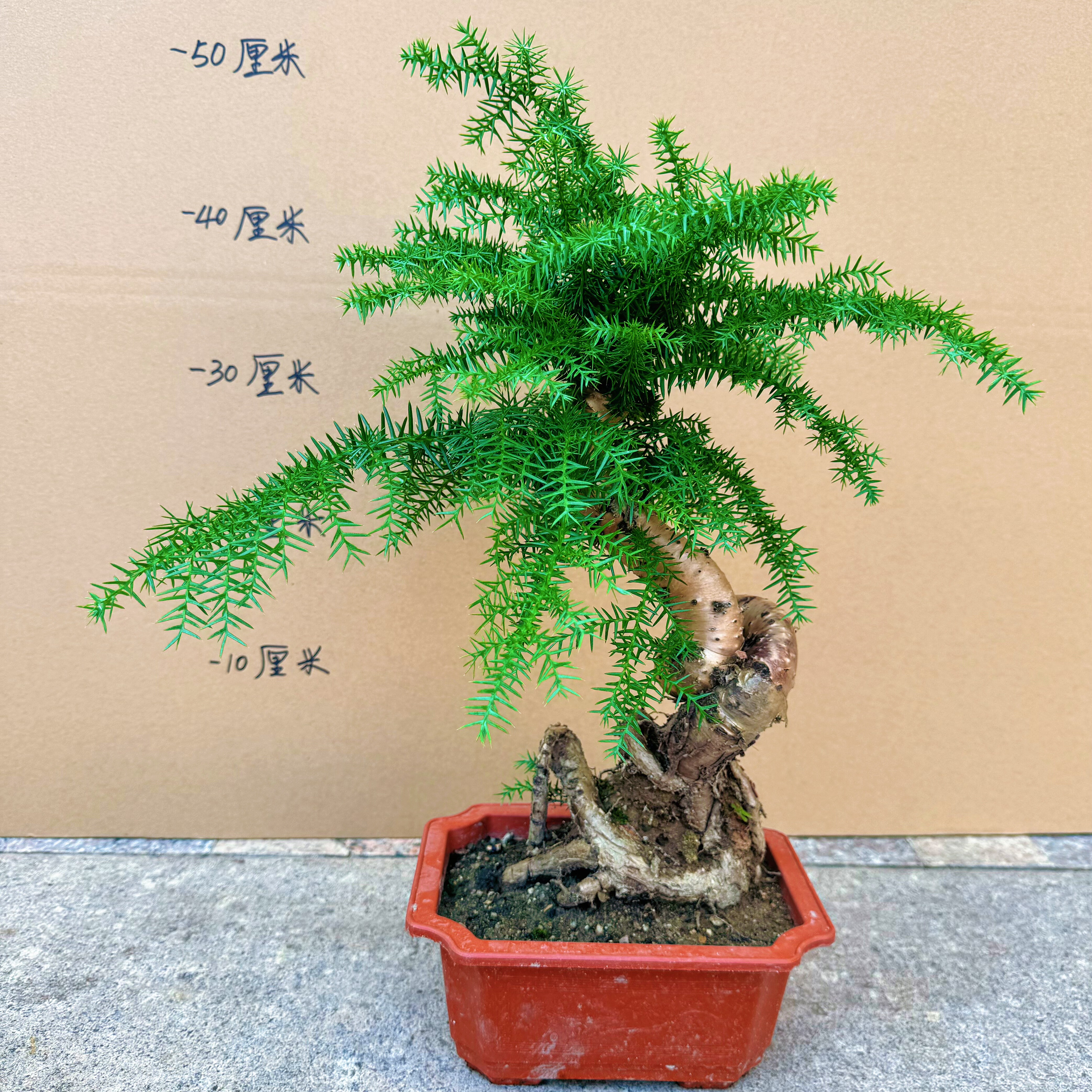 澳洲杉盆景树桩造型老桩植物室内客厅办公室盆栽阳台绿植南洋杉