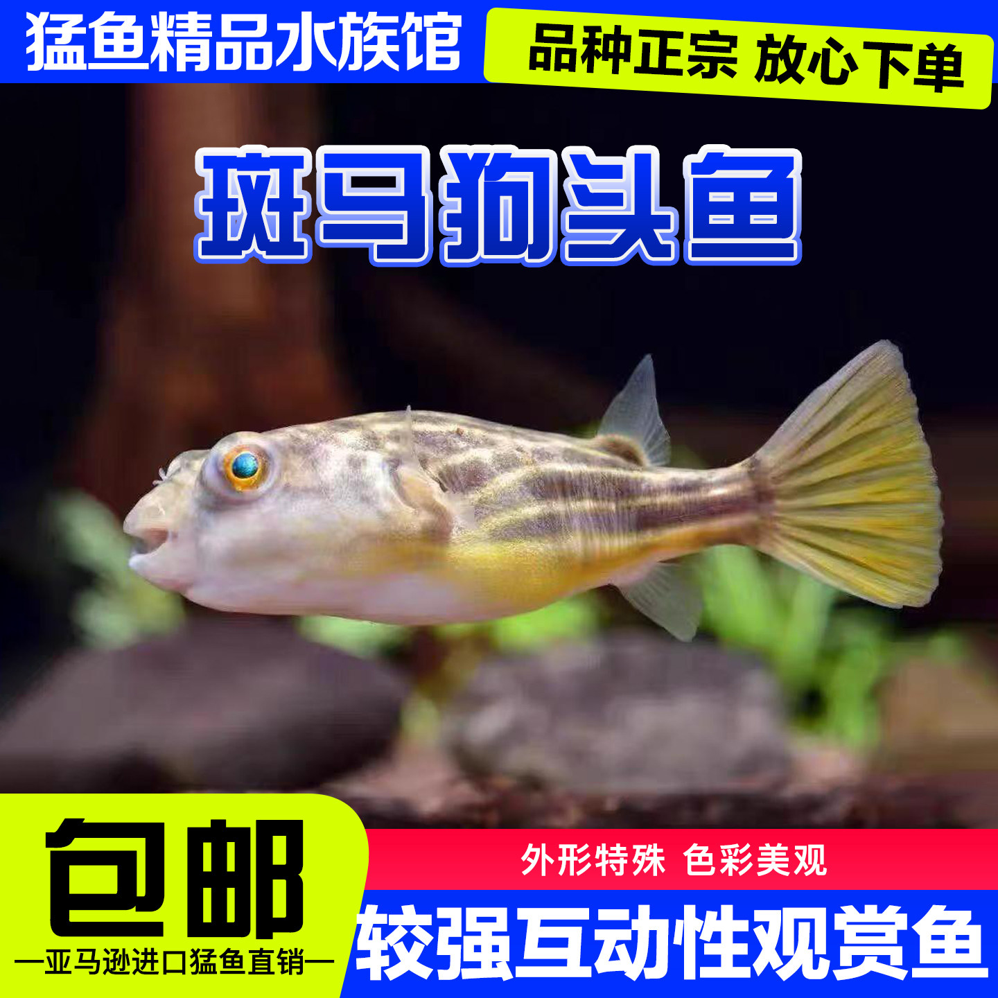 凶猛肉食性精品斑马毛毛皇冠狗头宠物河豚淡水活体热带观赏鱼包活