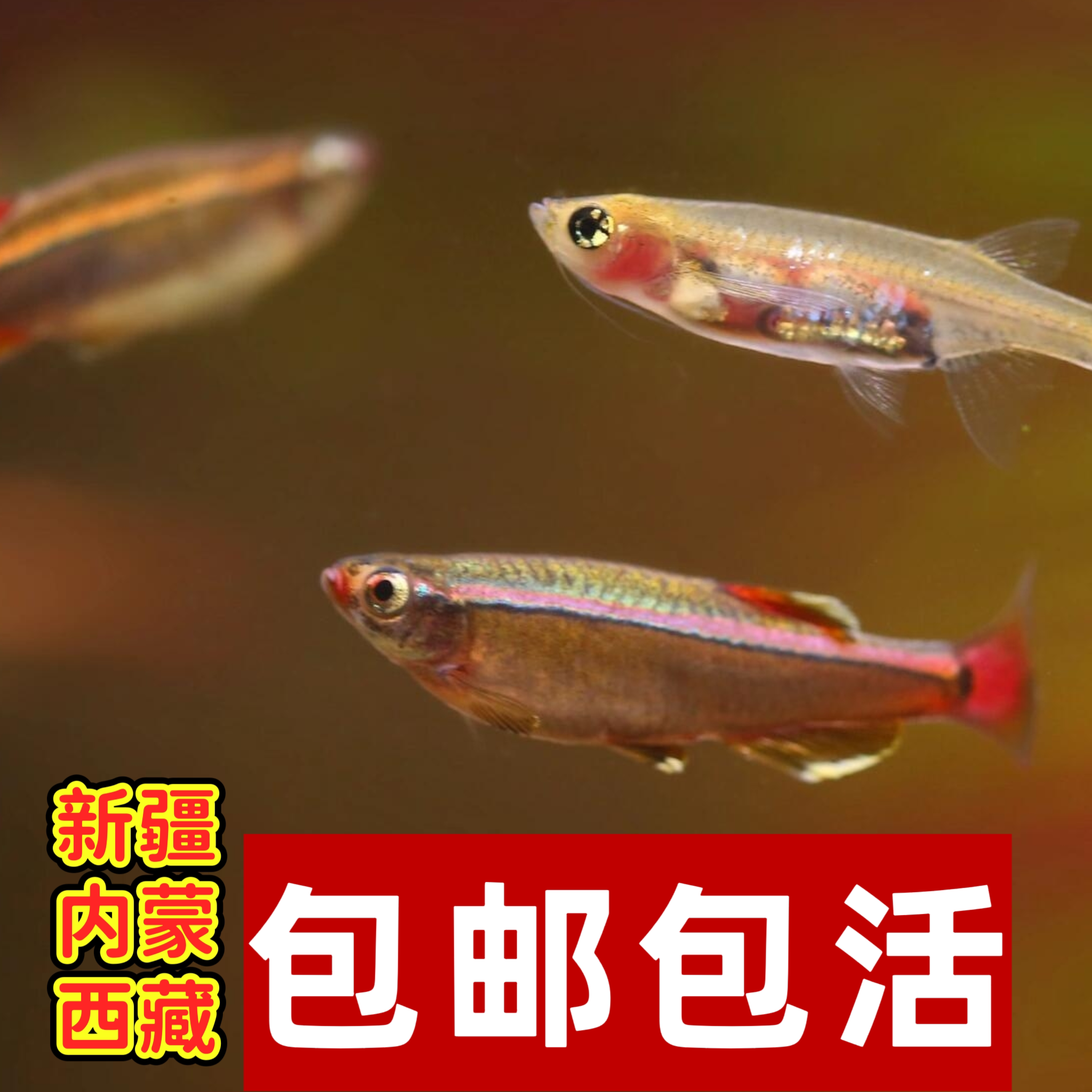 小型观赏冷水鱼混养组合白云金丝鱼黄化不增氧不加热原生宠物活体