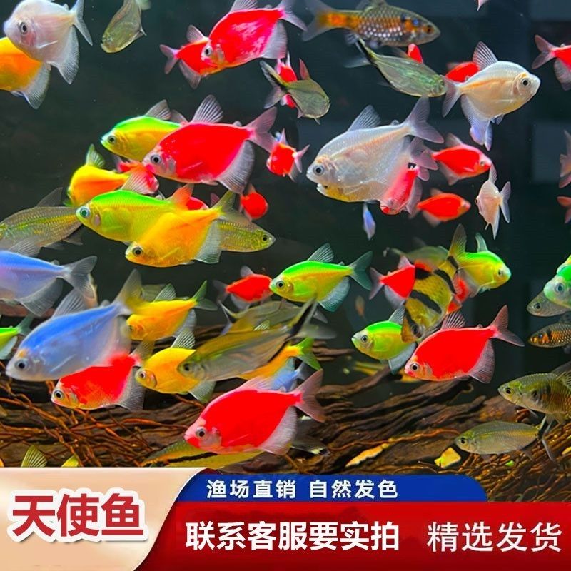 10条天使鱼黑尾大勾红绿灯热带观赏鱼小型鱼好养耐活淡水小型鱼