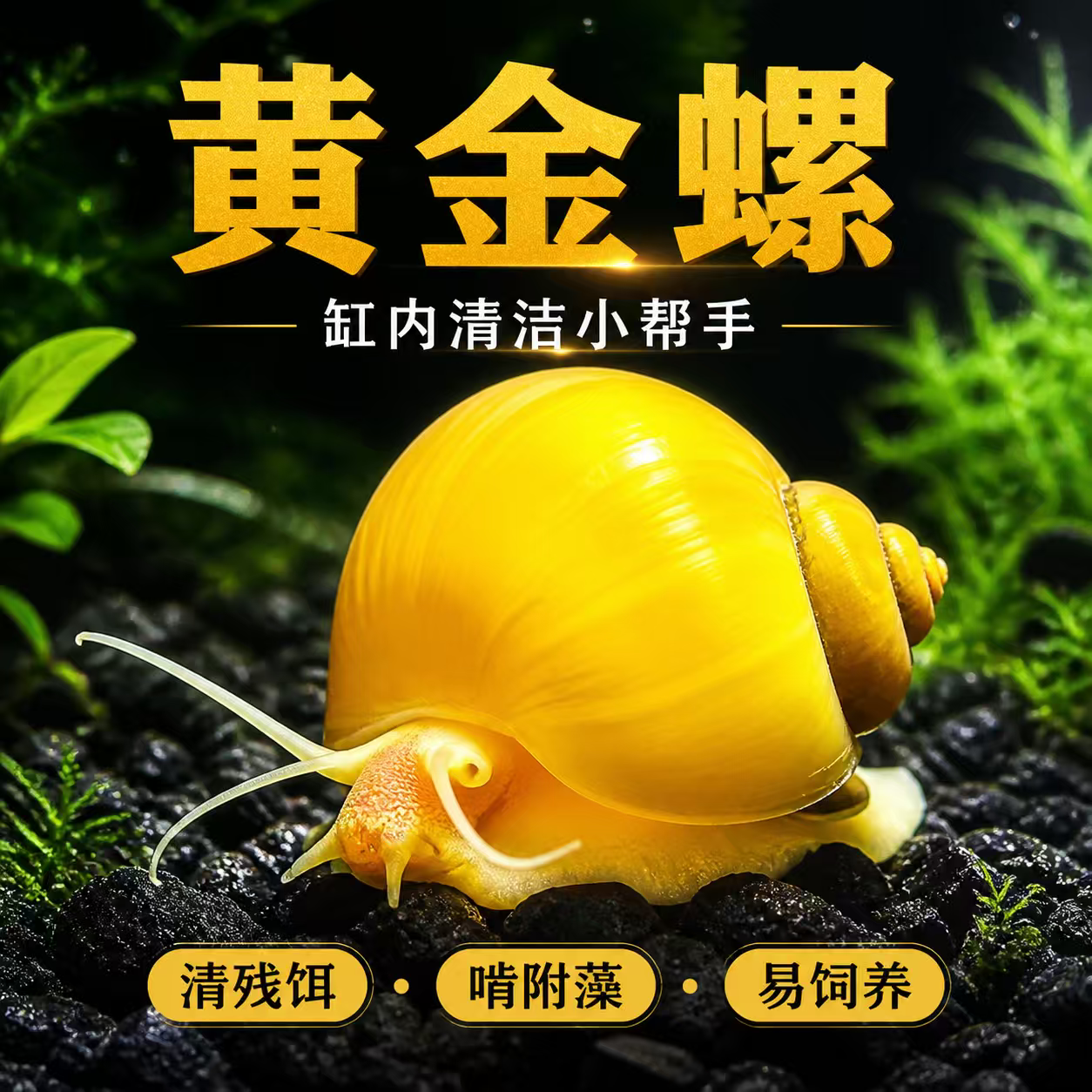 黄金螺观赏清苔苹果螺除藻清理残渣鱼便净化工具河豚鱼龟饲料螺