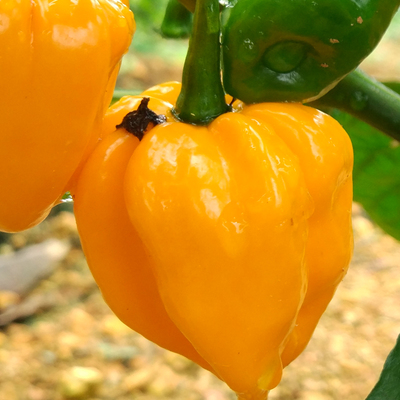 玉姐新鲜黄灯笼椒变态辣当季新鲜椒产地自销现发魔鬼辣自家皇帝椒