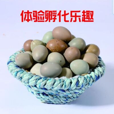 芦丁鸡种蛋受精蛋迷你鸡种蛋瓦灰红胸礼服纯白宠物鸡受精蛋54枚