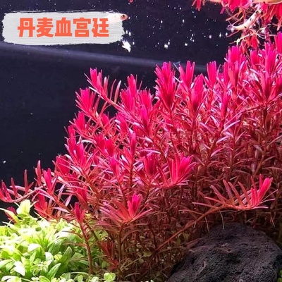 鱼缸草缸造景后景宫廷粉丹麦