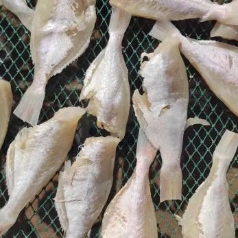 红目鲢剥皮鱼,红目鲢鱼(第3页)_大山谷图库