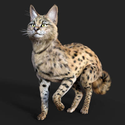 DAZ资源 Savannah for Cat Zeus 可爱猫咪体型  【非IM格式】